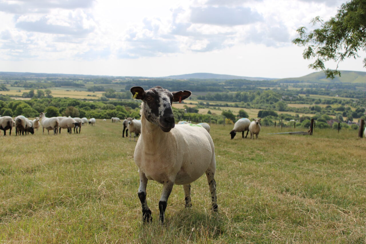 Sussex Grazed • Open Food Network UK