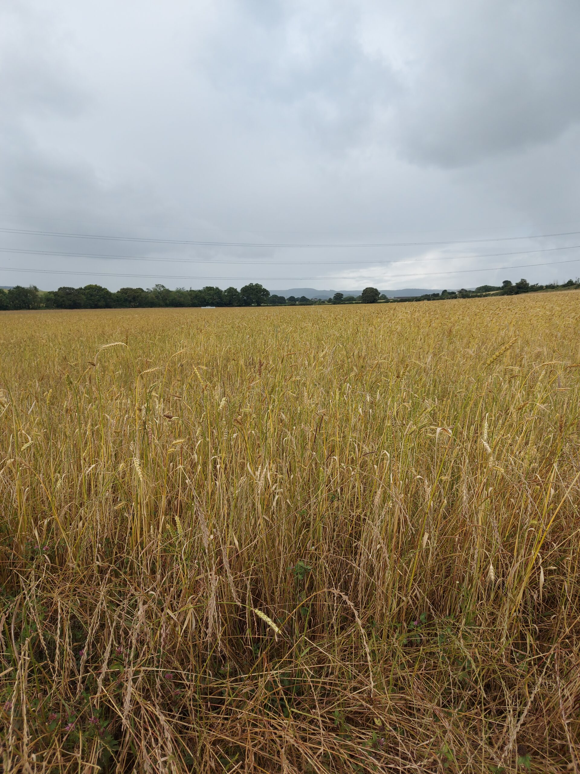 Meet Field Bakery and Mill at Gothelney Farm • Open Food Network UK